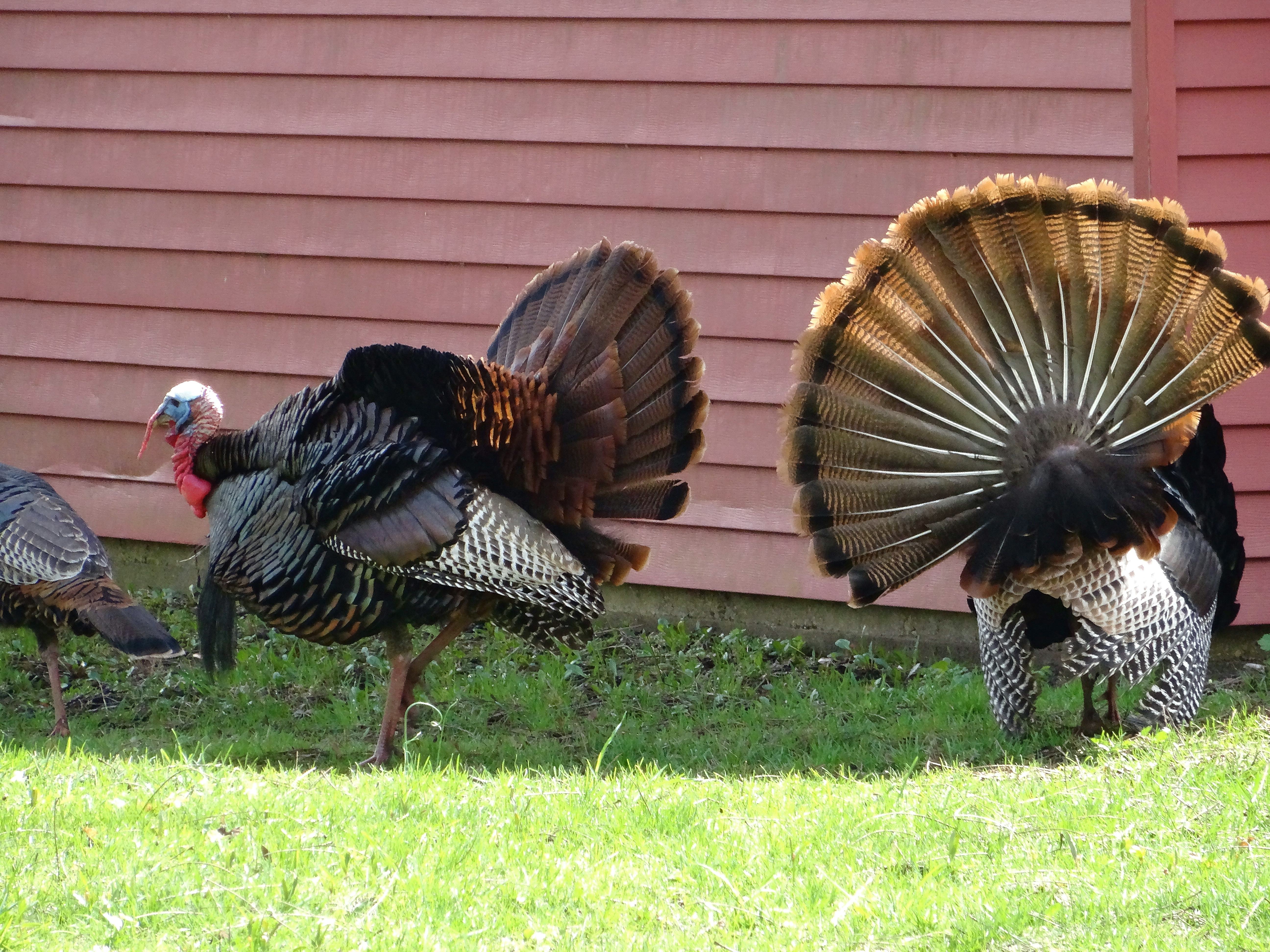 Can Domestic Turkeys Fly? Why Our Thanksgiving Meal Can't Take Flight