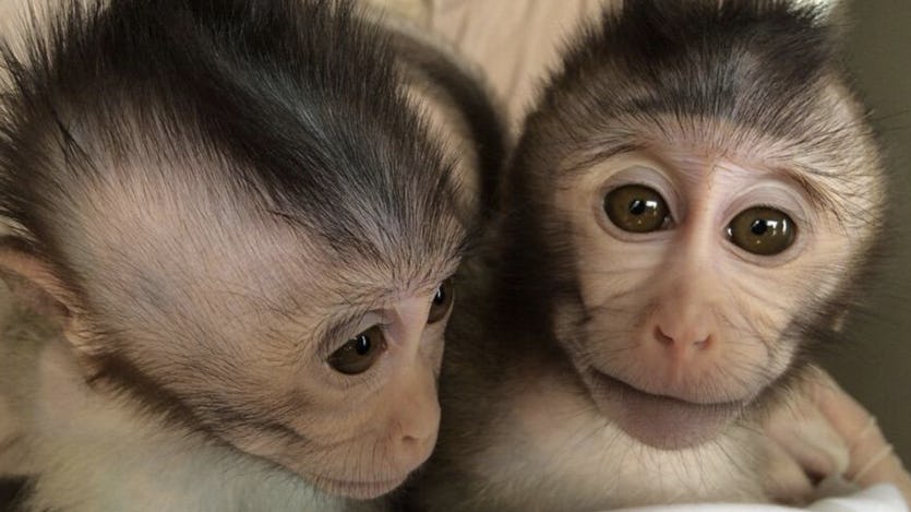 Transgenic Monkeys Show Signs of Autism