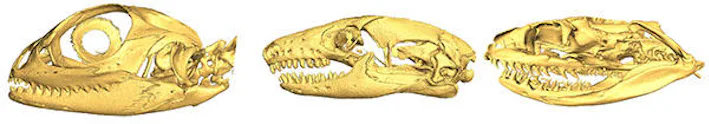 The Evolution of Snakes from Lizards Explained By New Skull Study