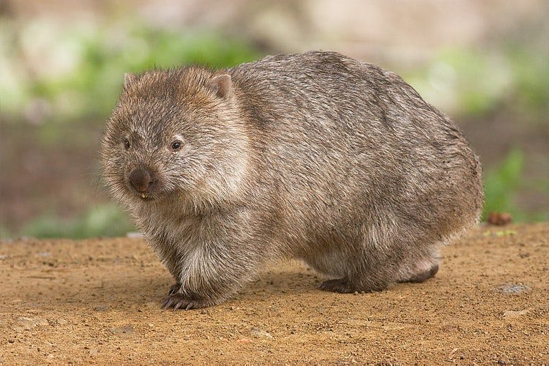 The Mystery of Wombats' Cube-Shaped Poop Has Finally Been Solved