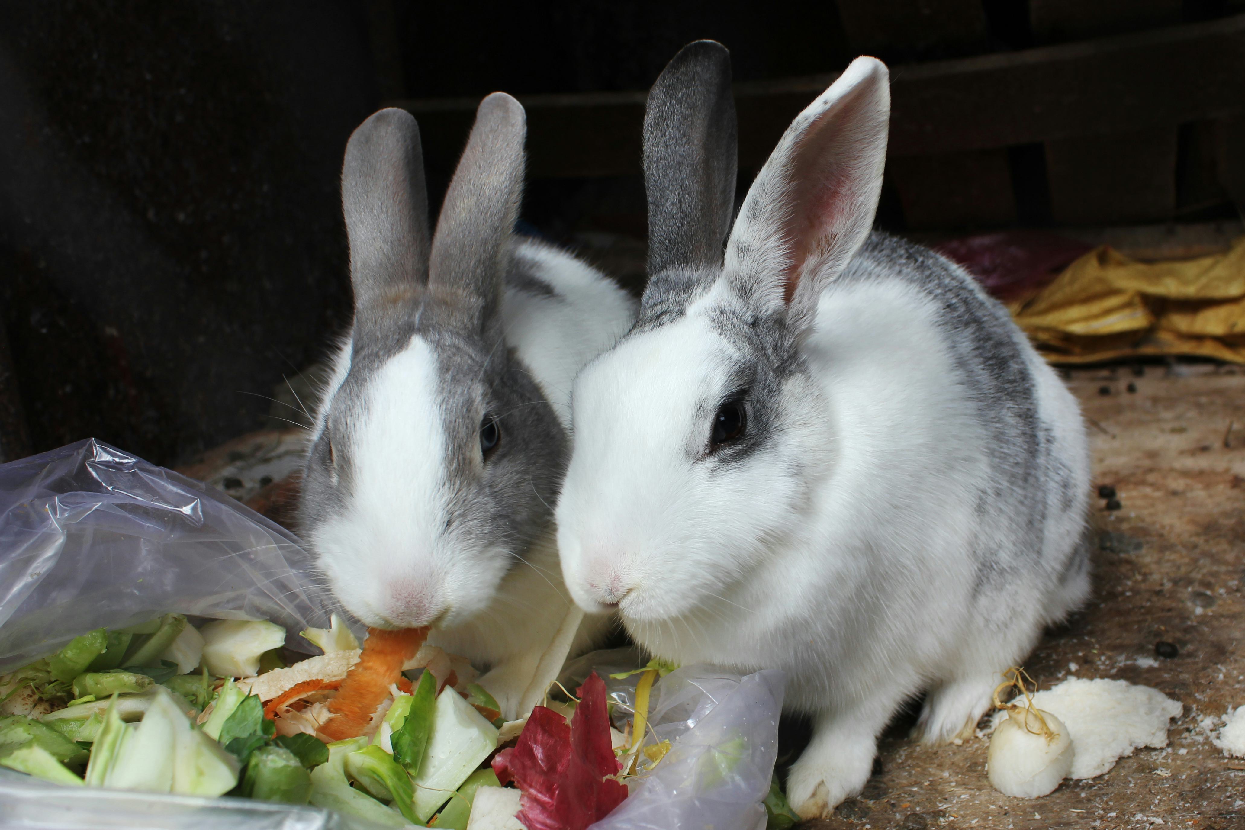 Long Tapeworm Found Inside Pet Rabbit Was "Accidental," Says Vet