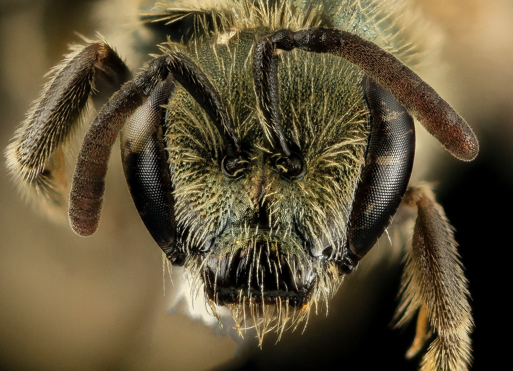 Here Are the Most Beautiful Macro Pictures of Bees You've Ever Seen