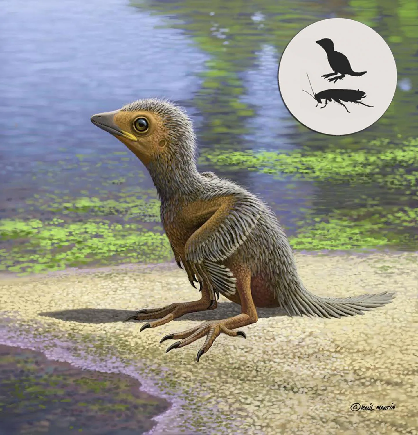 127 Million-Year-Old Fossil Reveals Bird That Was Cuter Than a Porg