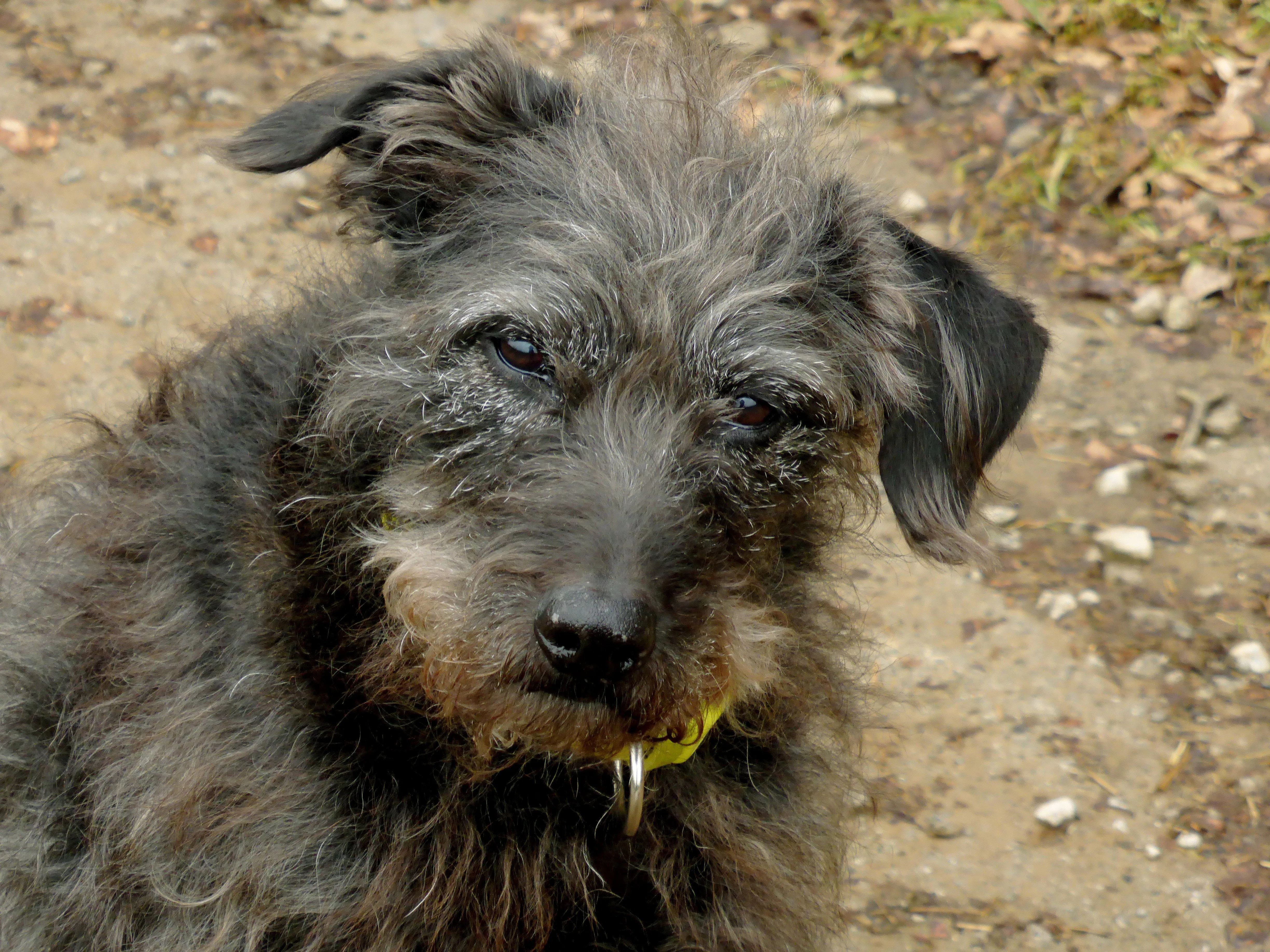 Does Your Dog Hate You? An Animal Behaviorist Explains Why