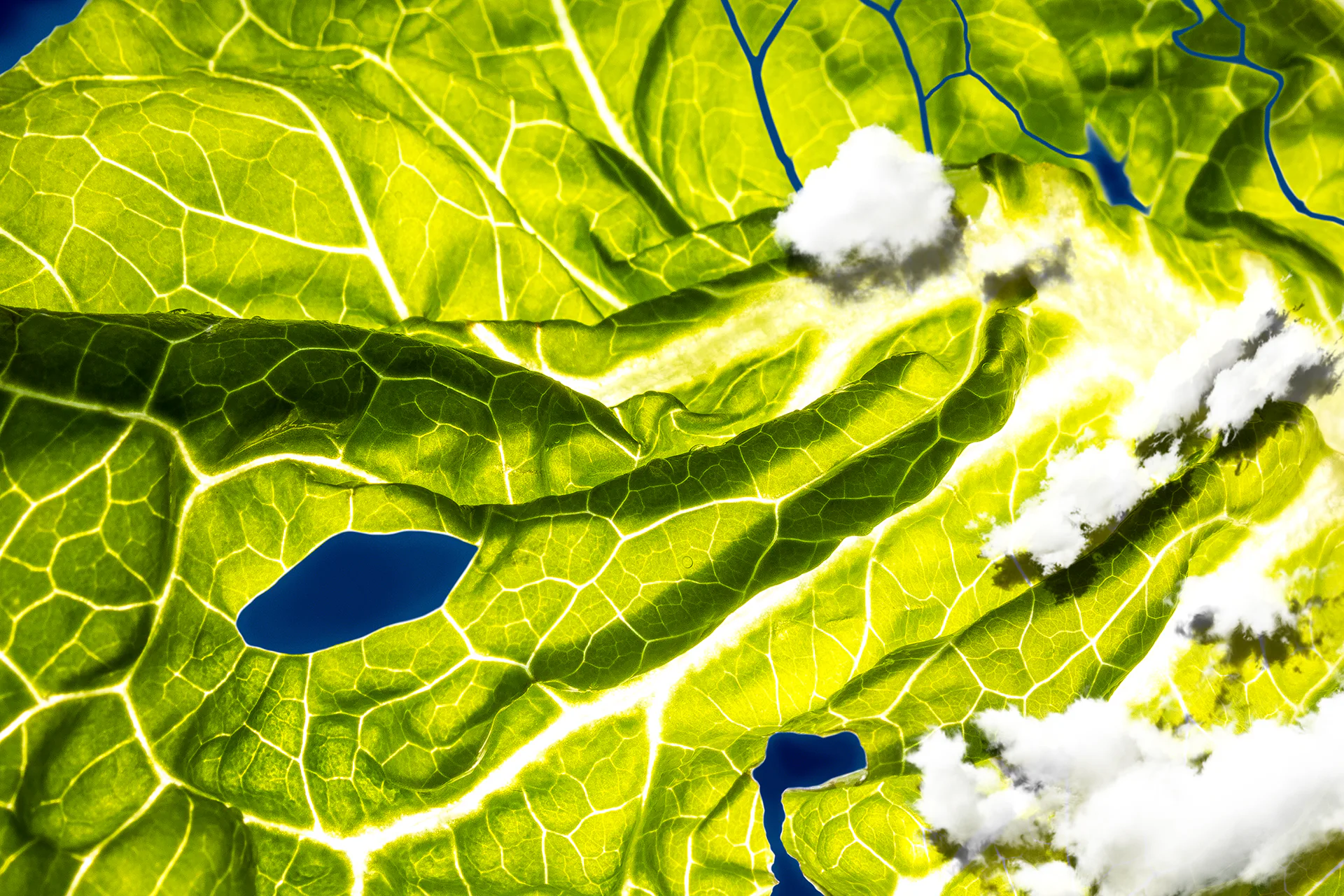E. Coli Romaine Lettuce Outbreak: Everything Scientists Still Don't Know