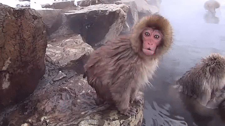 Monkey Communication Unexpectedly Points to Origins of Human Speech