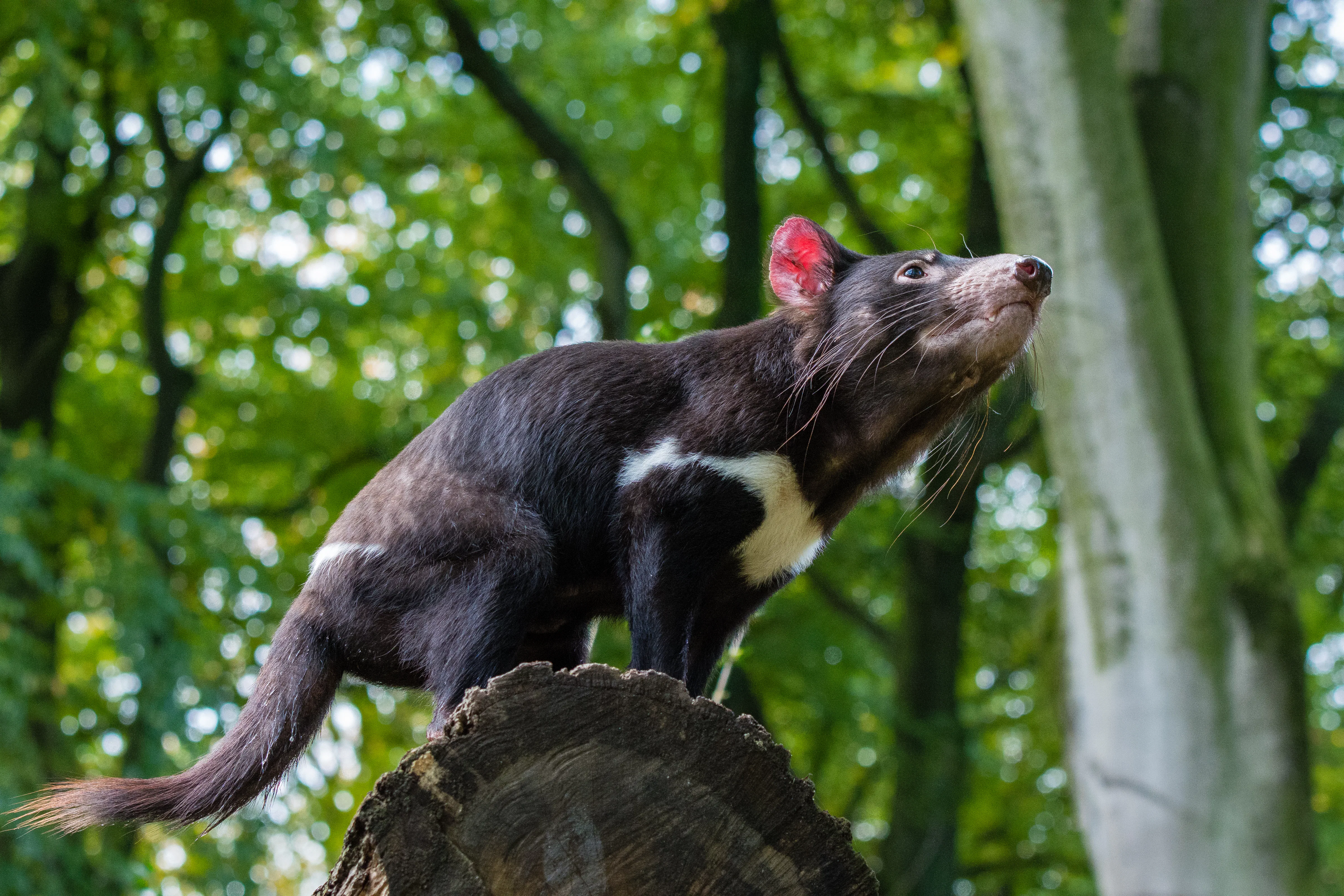 Animal Cancer Rates Likely Driven By Human Activity, Scientists Claim