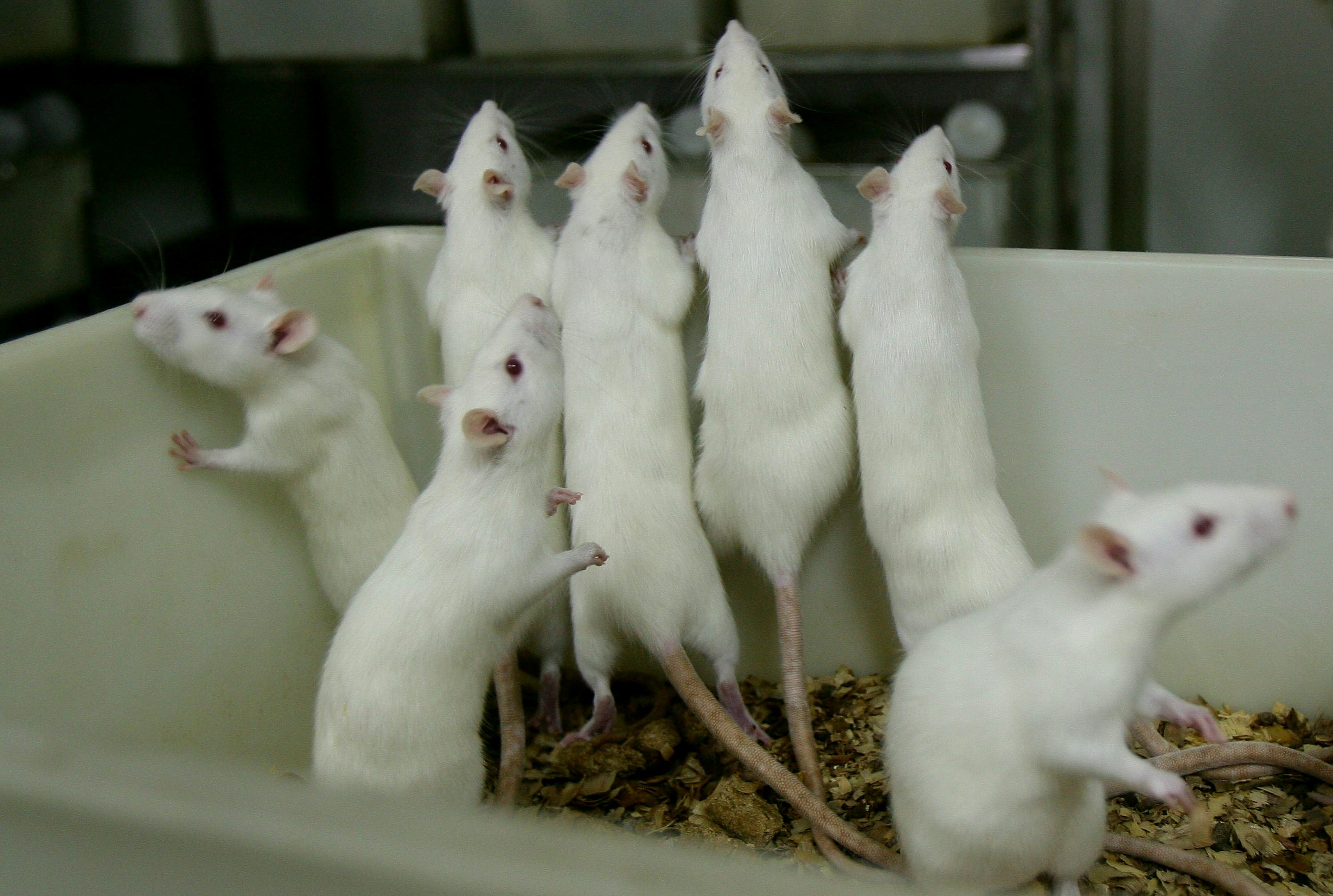 Researchers Use Cocaine-Addicted Rats to Pinpoint Potential Addiction Genes