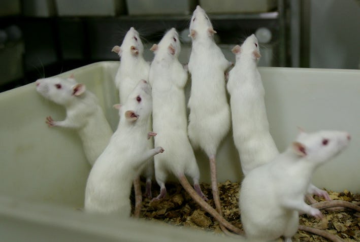 Researchers Use Cocaine-Addicted Rats to Pinpoint Potential Addiction Genes
