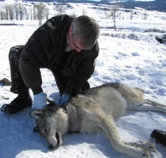 Here's How a Scientist Used Acoustics to Identify Wolves by Their Howls