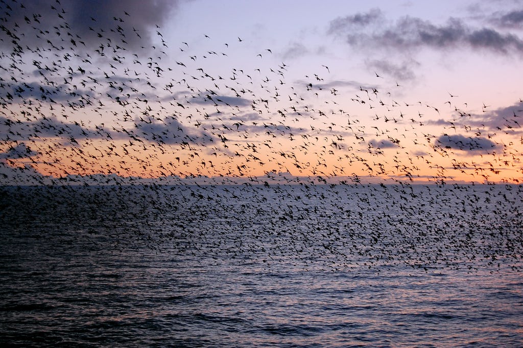 Bird Science: Why Synchronized Starlings Are Flying for Their Survival