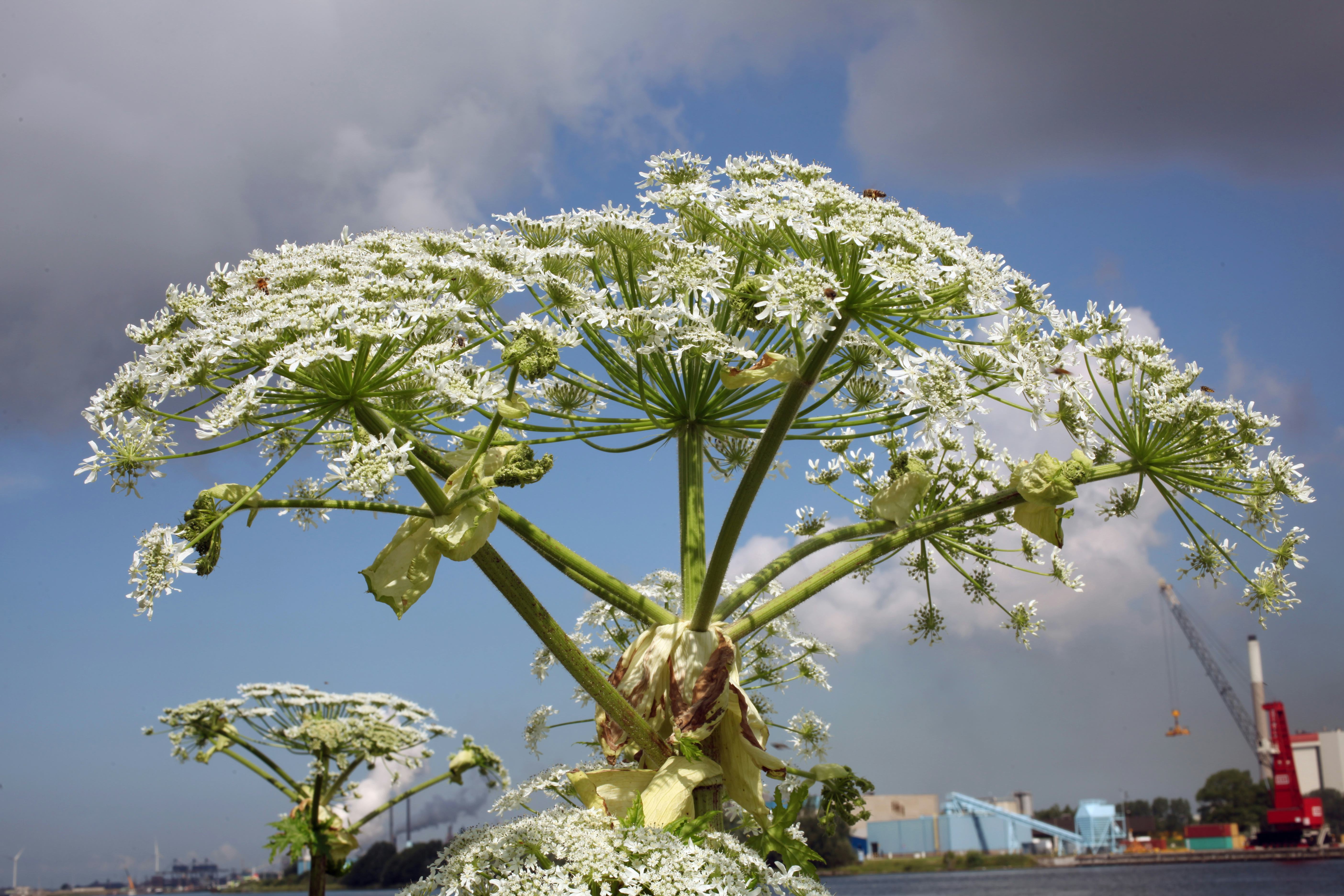Giant Hogweed: Plant Expert Explains How it Spreads, Burns, and Blinds