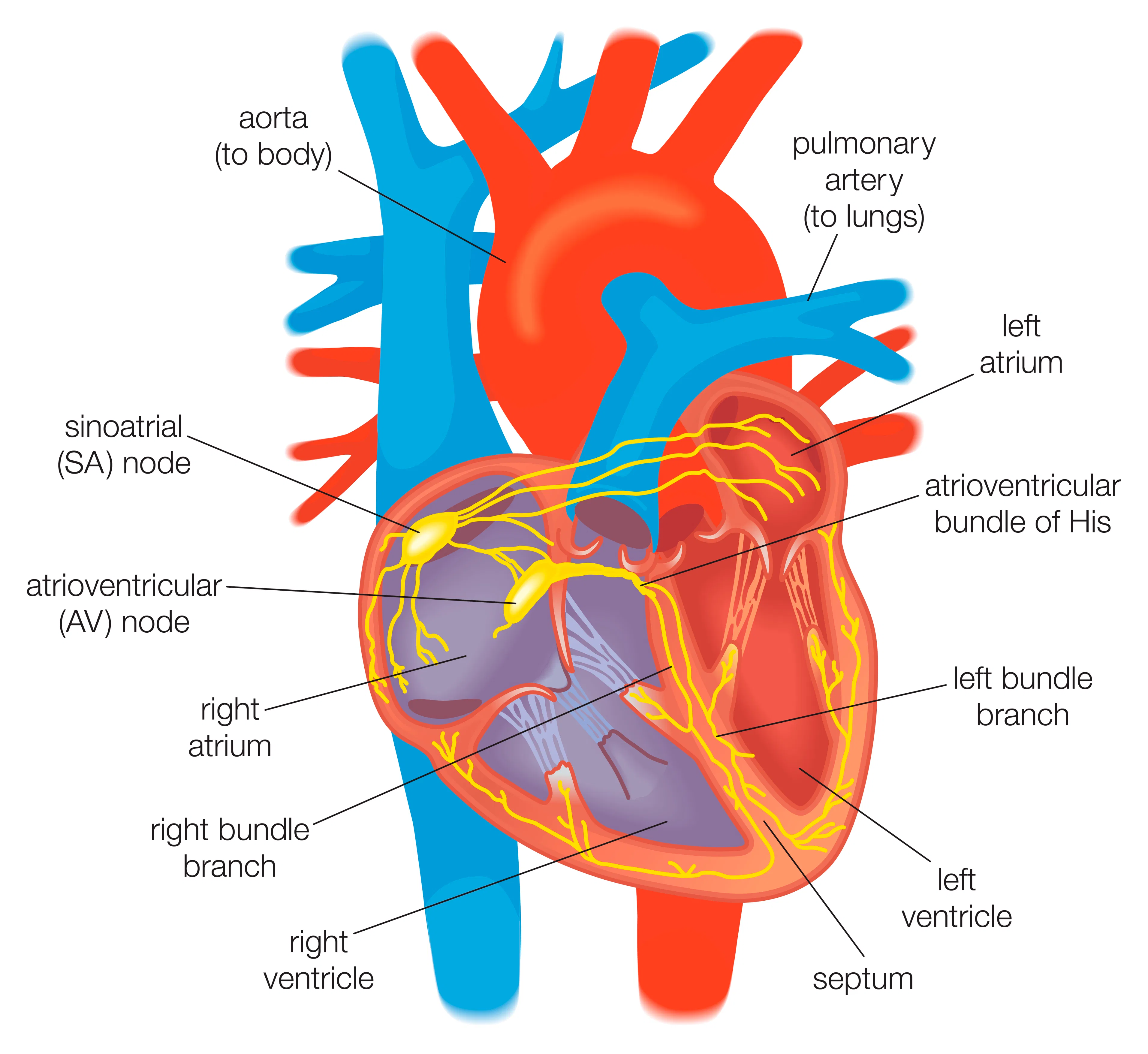 Frequent marijuana use could literally change a person's heart