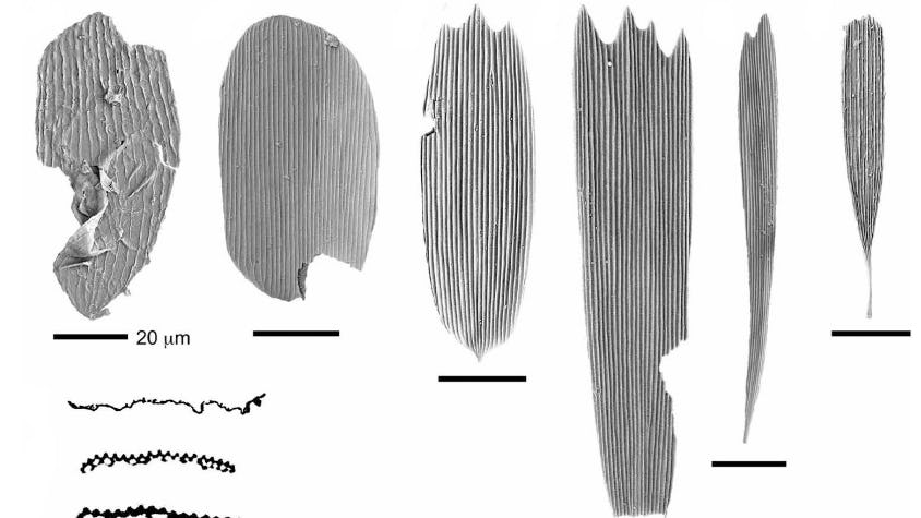Moth Fossils Older Than Flowers Were Shaped By Climate Change