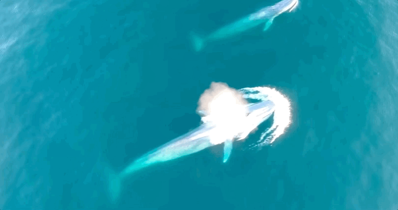 Whale Study Shows First Sign of 'Handedness' Among Marine Mammals