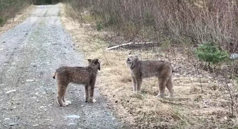 What Is a Lynx? These Viral Yelling Cats Have an Unexpectedly Adorable Meow