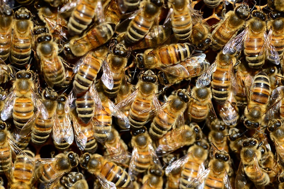A Bee Colony Closely Parallels the Neurons of the Brain, Say Scientists