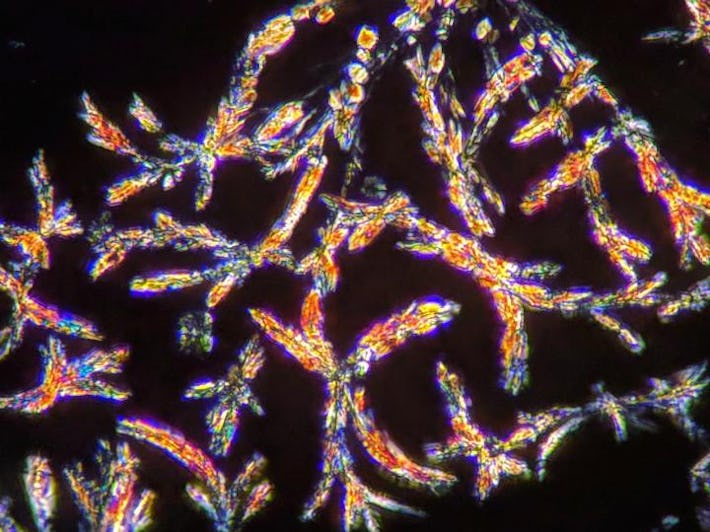 Do Our Brains Produce DMT? Natural Source of Drug Discovered in Mammals