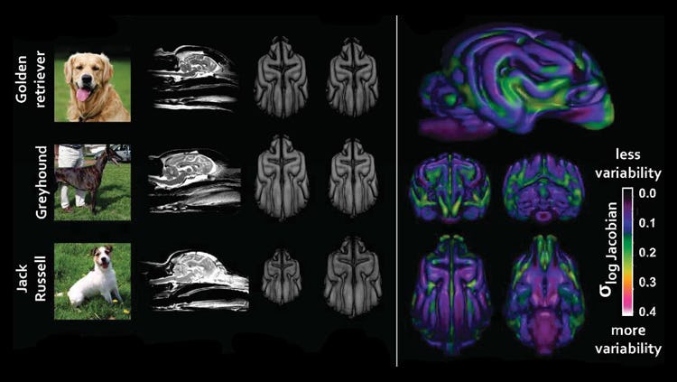 Dog Brains Are Different Across Breeds Because of Selective Breeding