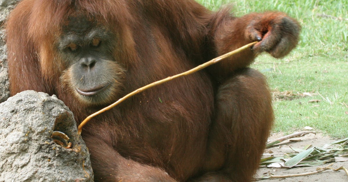Human Evolution: Video Shows Orangutans Innovating Tools in Real Time Human Evolution: Video Shows Orangutans Innovating Tools in Real Time