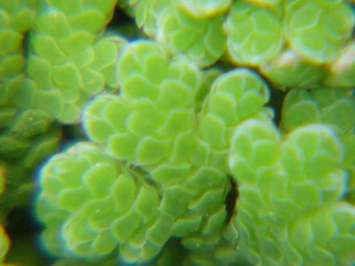 Azolla the Tiny Fern Could Have a Huge Impact on Climate Change