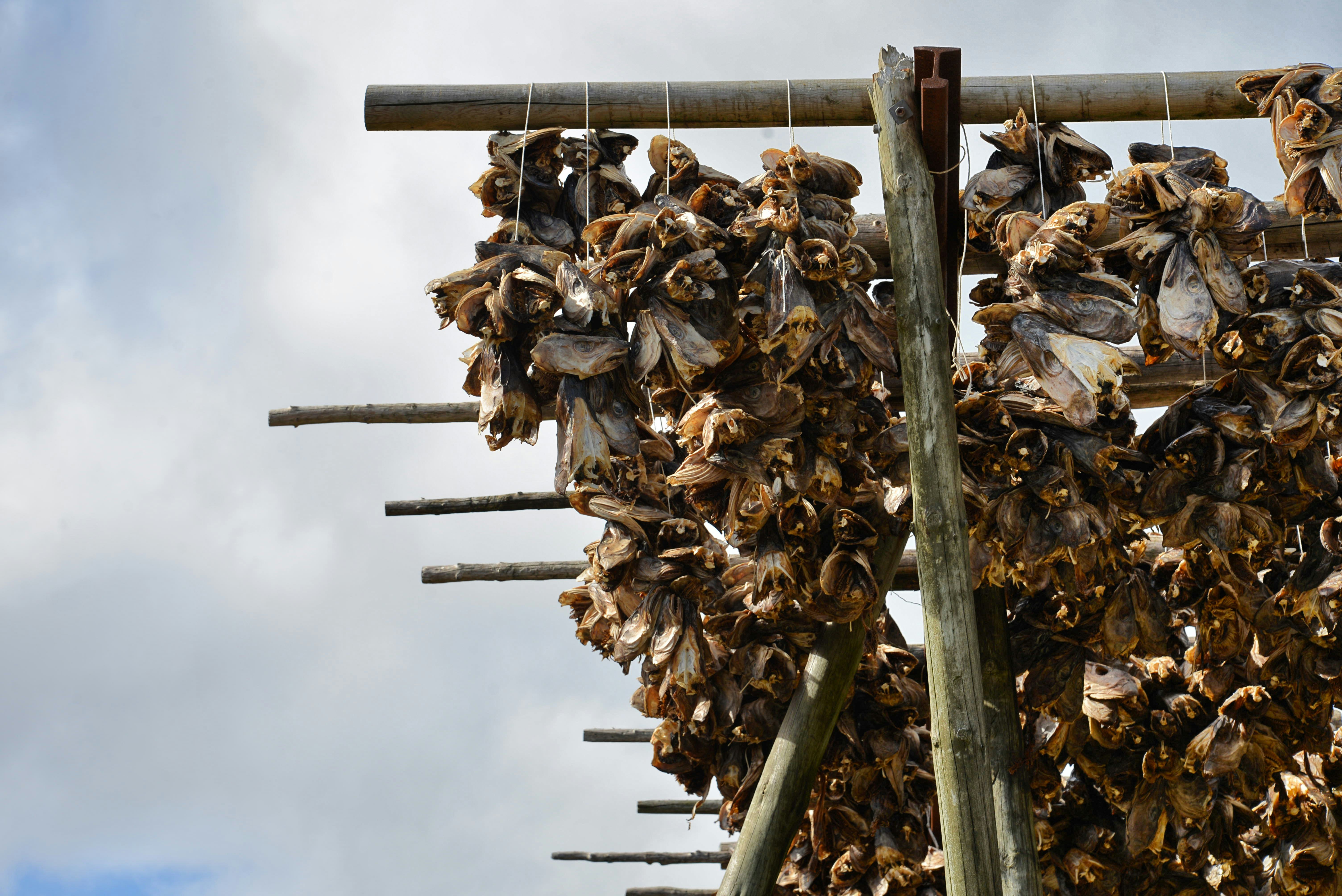 Leftover Viking Lunch Reveals Origin of Global Frozen Fish Trade
