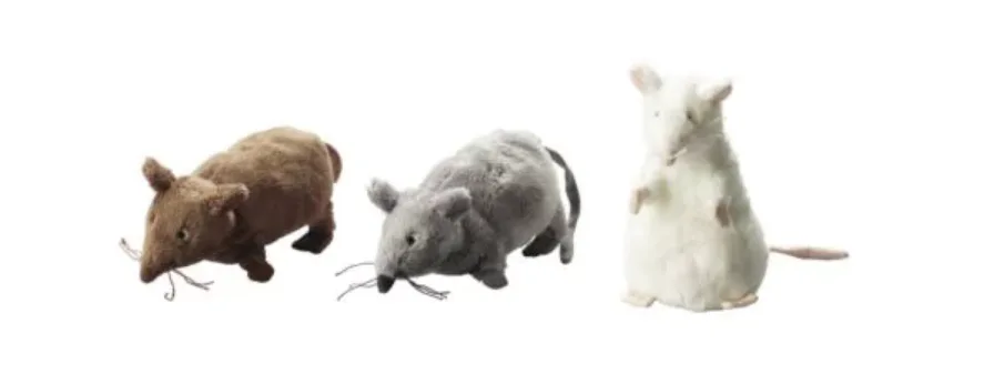 Climate Change Means White-Furred Animals Must Adapt or Go Extinct