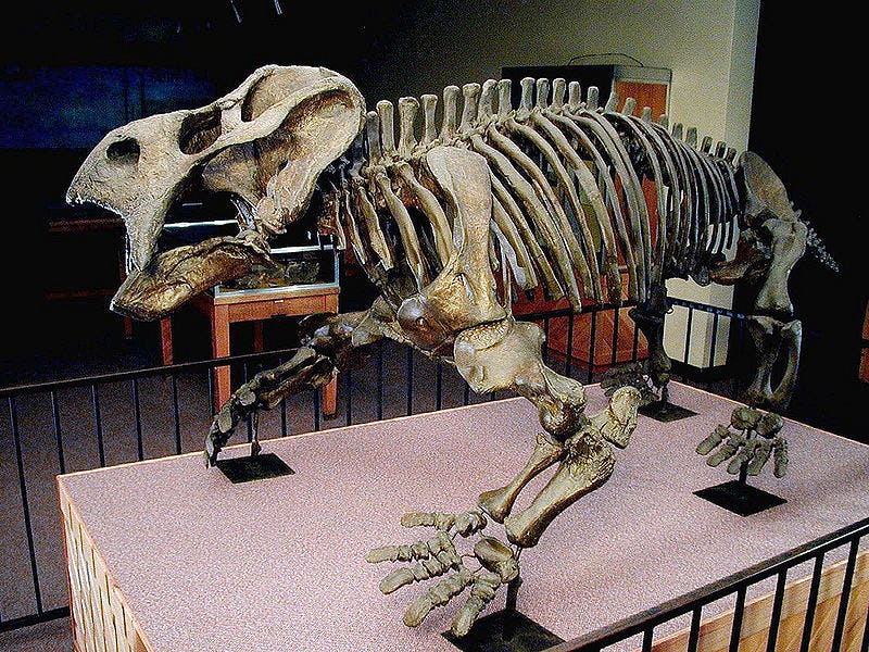 'Phantom' Footprint Mystery Solved By Mislabeled Dicynodont Fossils