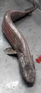Rare Frilled Shark "Living Fossil" Caught Off the Coast of Portugal