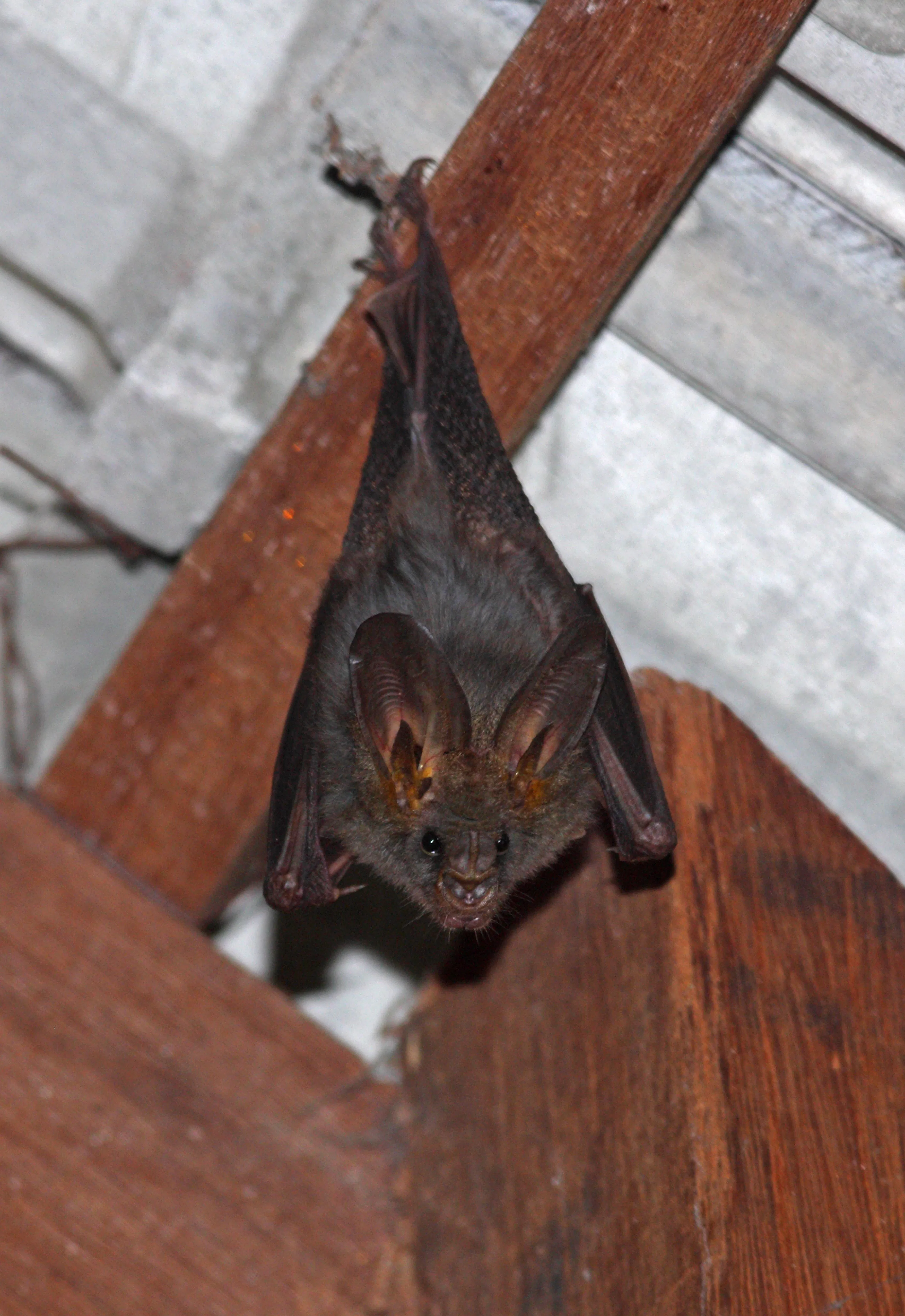 6 venomous mammals that roam, fly and crawl on planet Earth