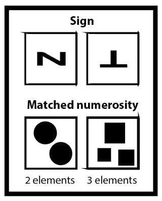 Scientists Are Surprised That Bees Can Learn, Remember, and Match Symbols