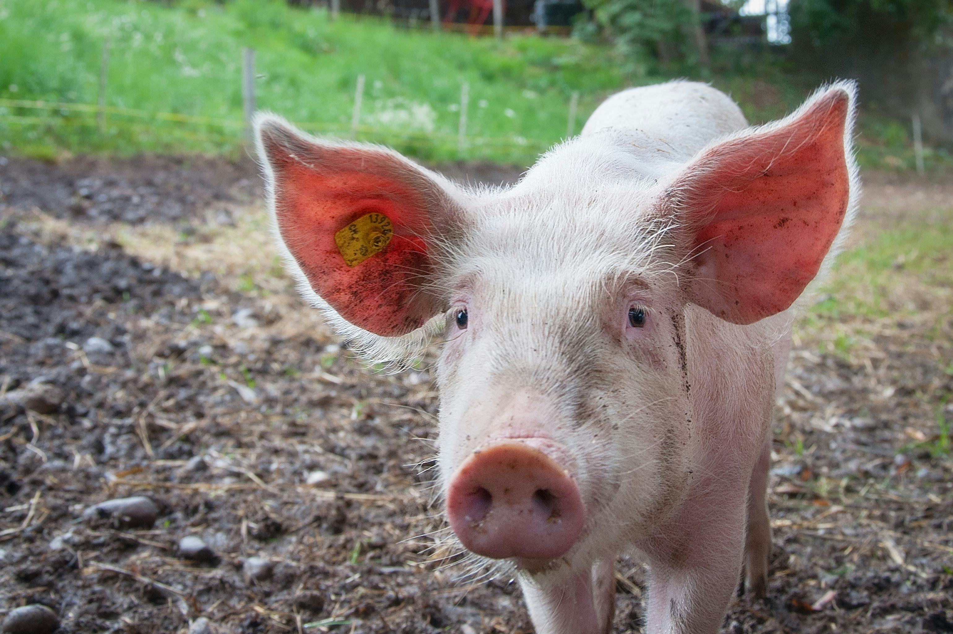 First Pig-to-Human Organ Transplants 2 Years Away, Say Scientists