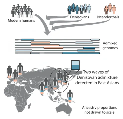 DNA Analysis Reveals Ancient Humans Interbred with Denisovans Twice