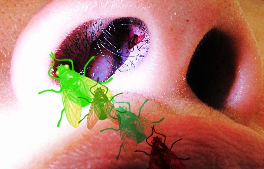 What Actually Happens When a Bug Flies In Your Nose?