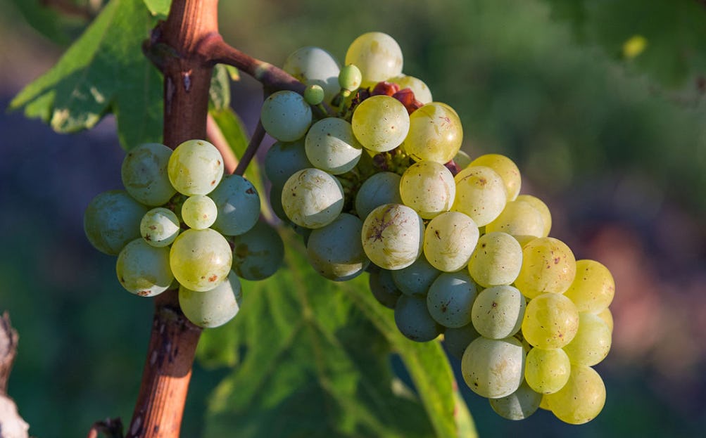 Who Invented Wine? Chemical Analysis Reveals They Lived 8,000 Years Ago