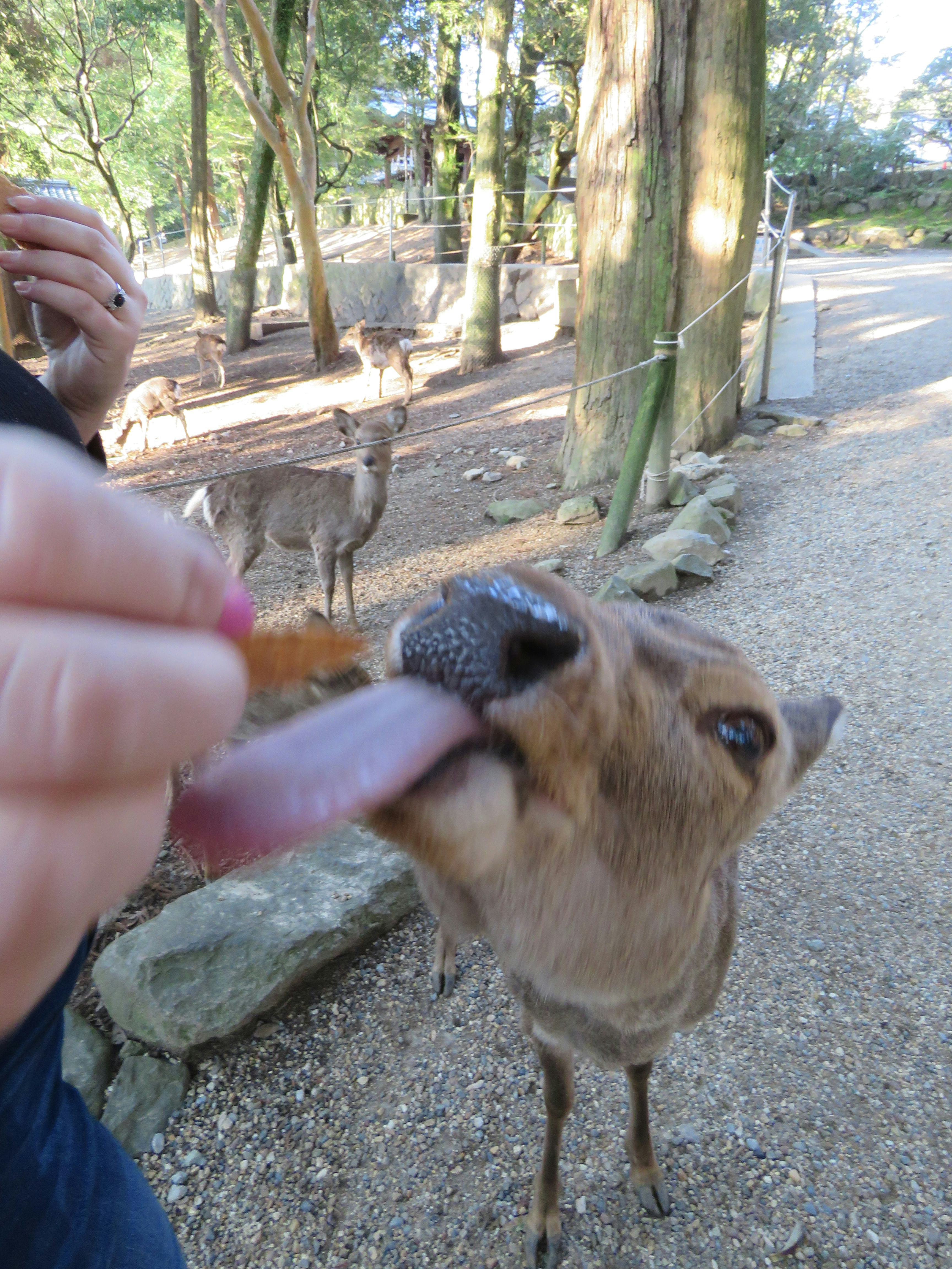 Japan Wants People to Use "Deer Sign Language" to Ward Off Biting Animals
