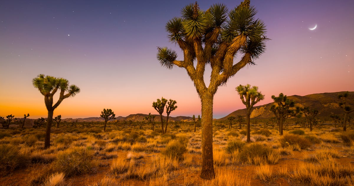 Joshua Tree: Climate Change Could Cause Plant to Nearly Disappear by 2070 Joshua Tree: Climate Change Could Cause Plant to Nearly Disappear by 2070