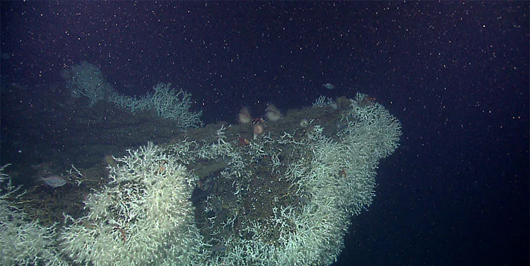 Earth's Oceans May Lose a Key Part of Their Ability to Capture Carbon