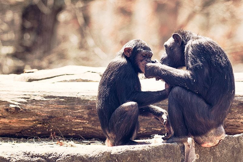 Suspicious Chimps Protect Friendships and Relationships at All Costs
