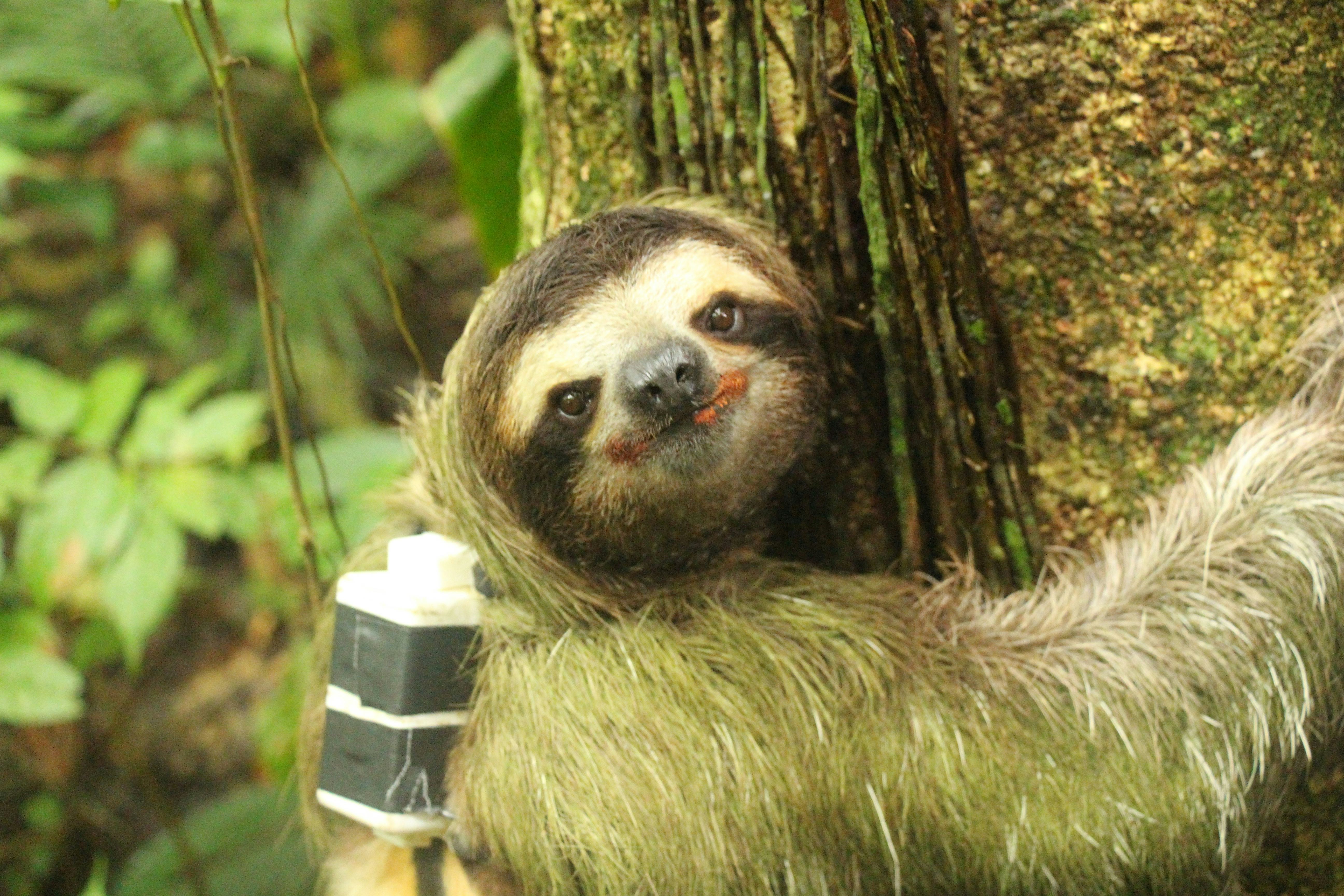 Are Sloths Lazy? The Surprising Reason These Creatures Move So Dang Slow