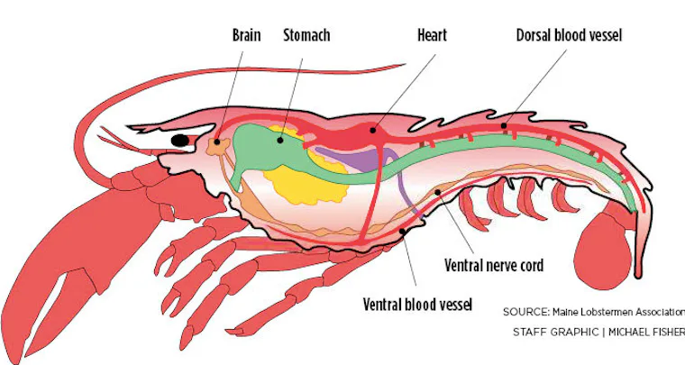 How Do You Kill a Lobster Ethically? Marijuana for Pain Relief Is Debated