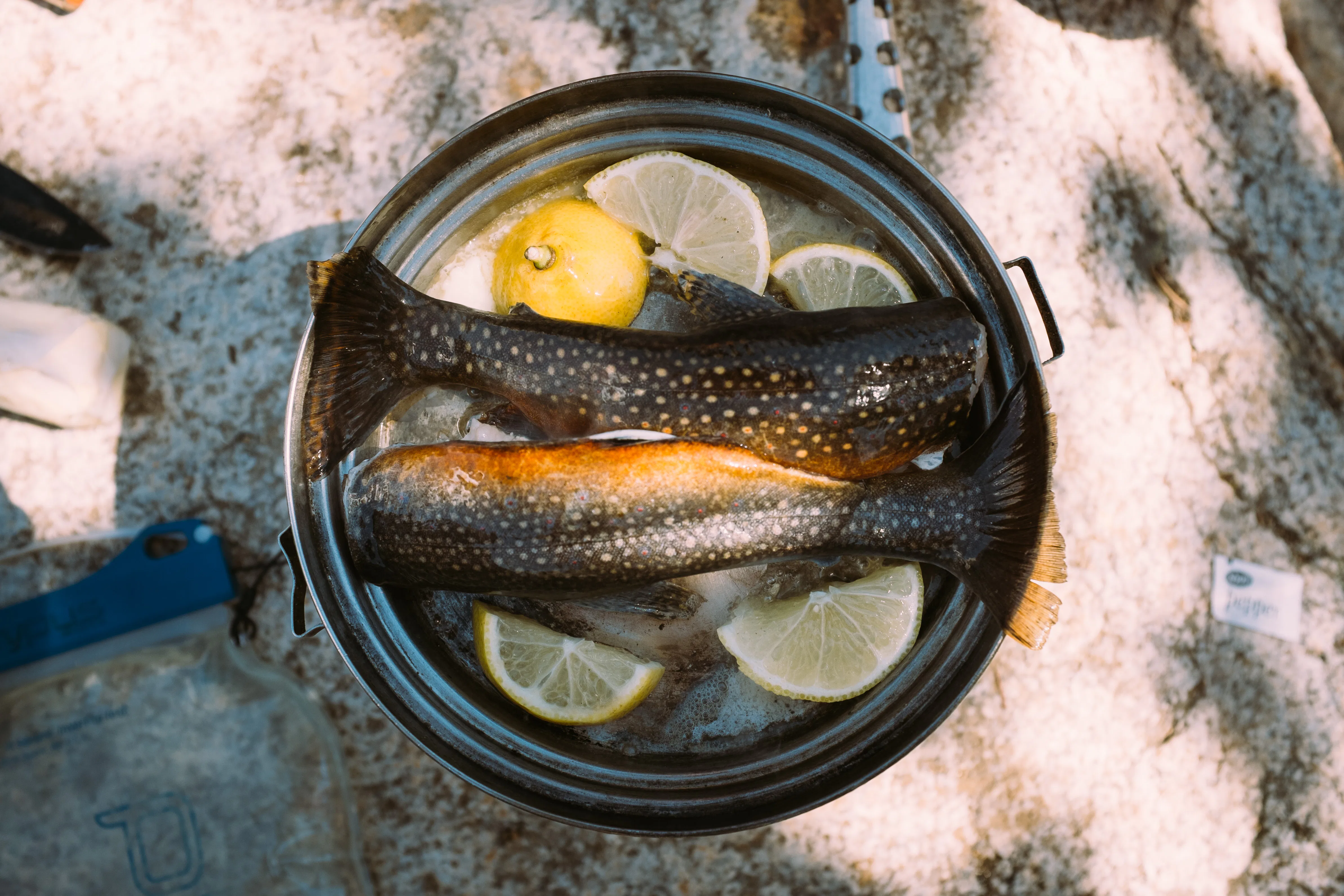 What you need to know about the future of fish is swimming in a pond
