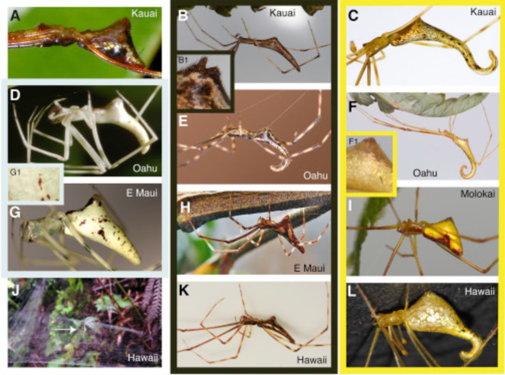 Repeated Hawaiian Spider Evolution Demonstrates A Unique Phenomenon