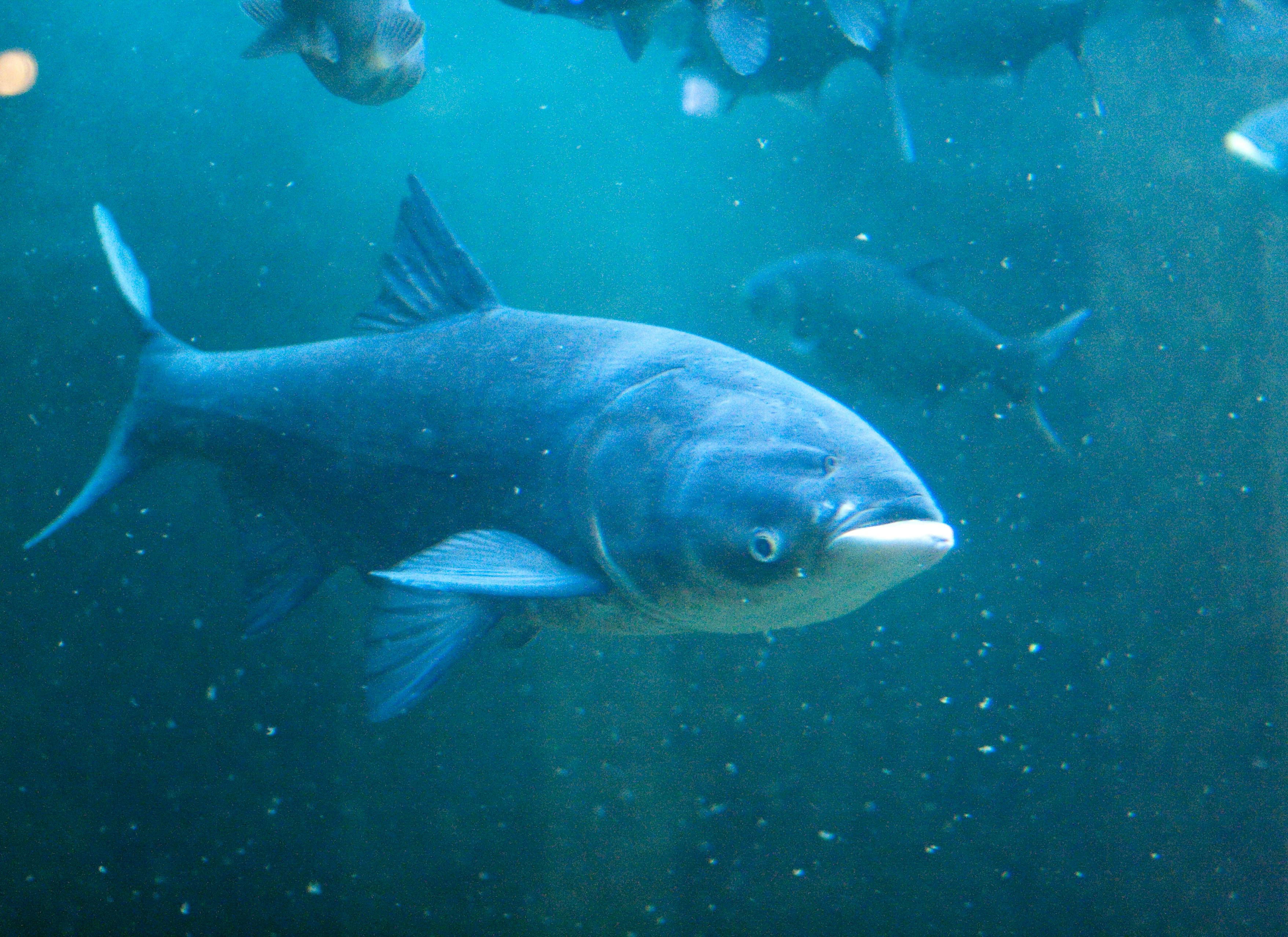 These 5 Invasive Species Are the Responsible, Delicious Future of Seafood