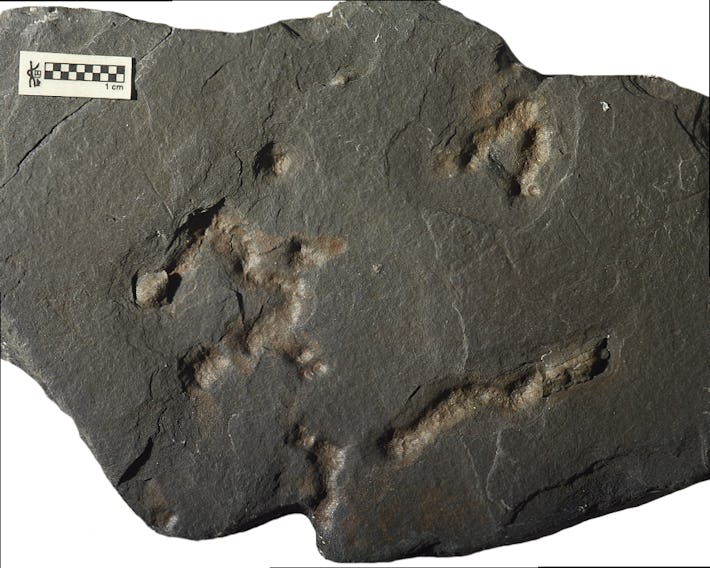 Signs of Earliest Moving Organism Found in 2.1-Billion-Year-Old Gabon Rock