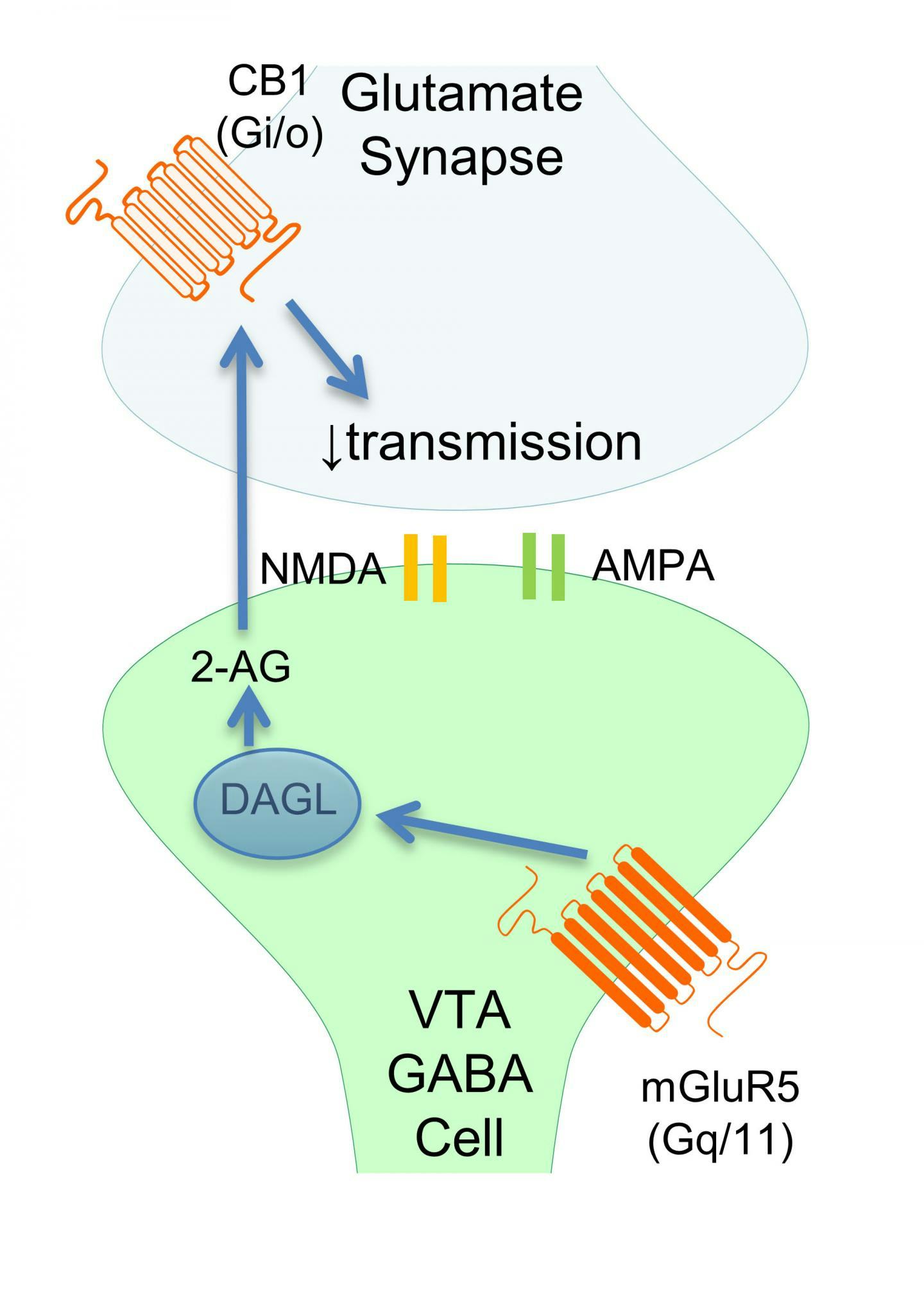 Long-Term Marijuana Use Changes Brain at the Cellular Level, Say Scientists