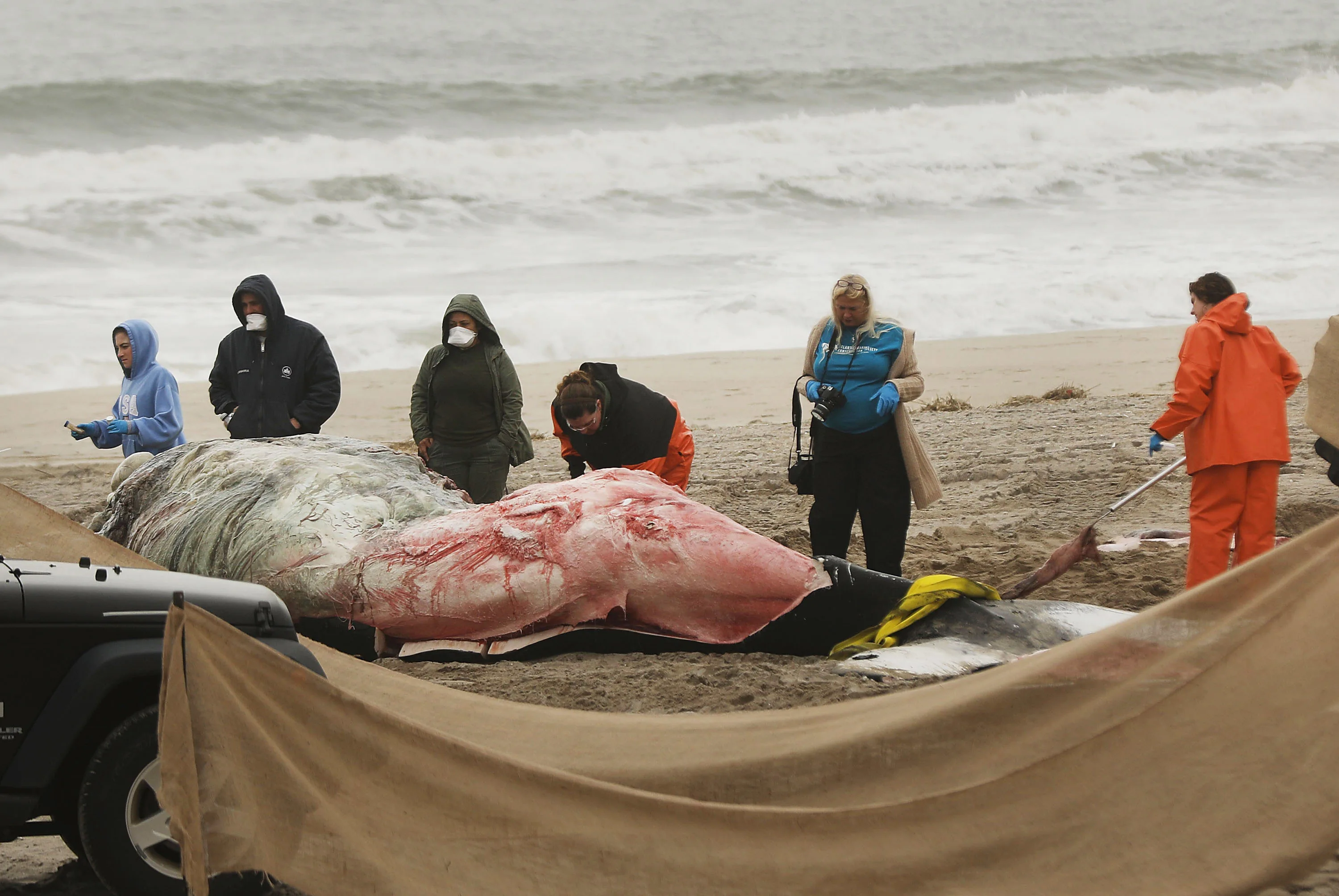 Whales Are Dying Like Crazy in the Atlantic and No One Knows Why