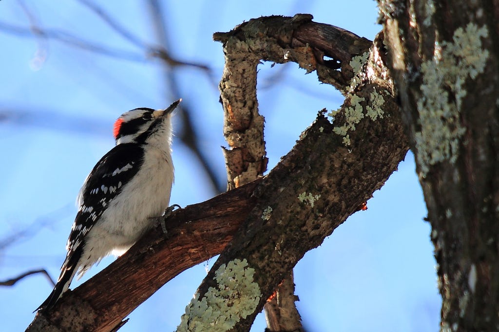 What Happens When Facial Recognition Is Used on Birds? Science Explains