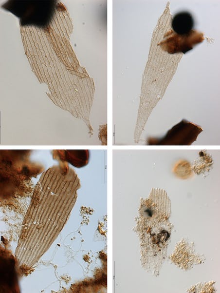 Moth Fossils Older Than Flowers Were Shaped By Climate Change