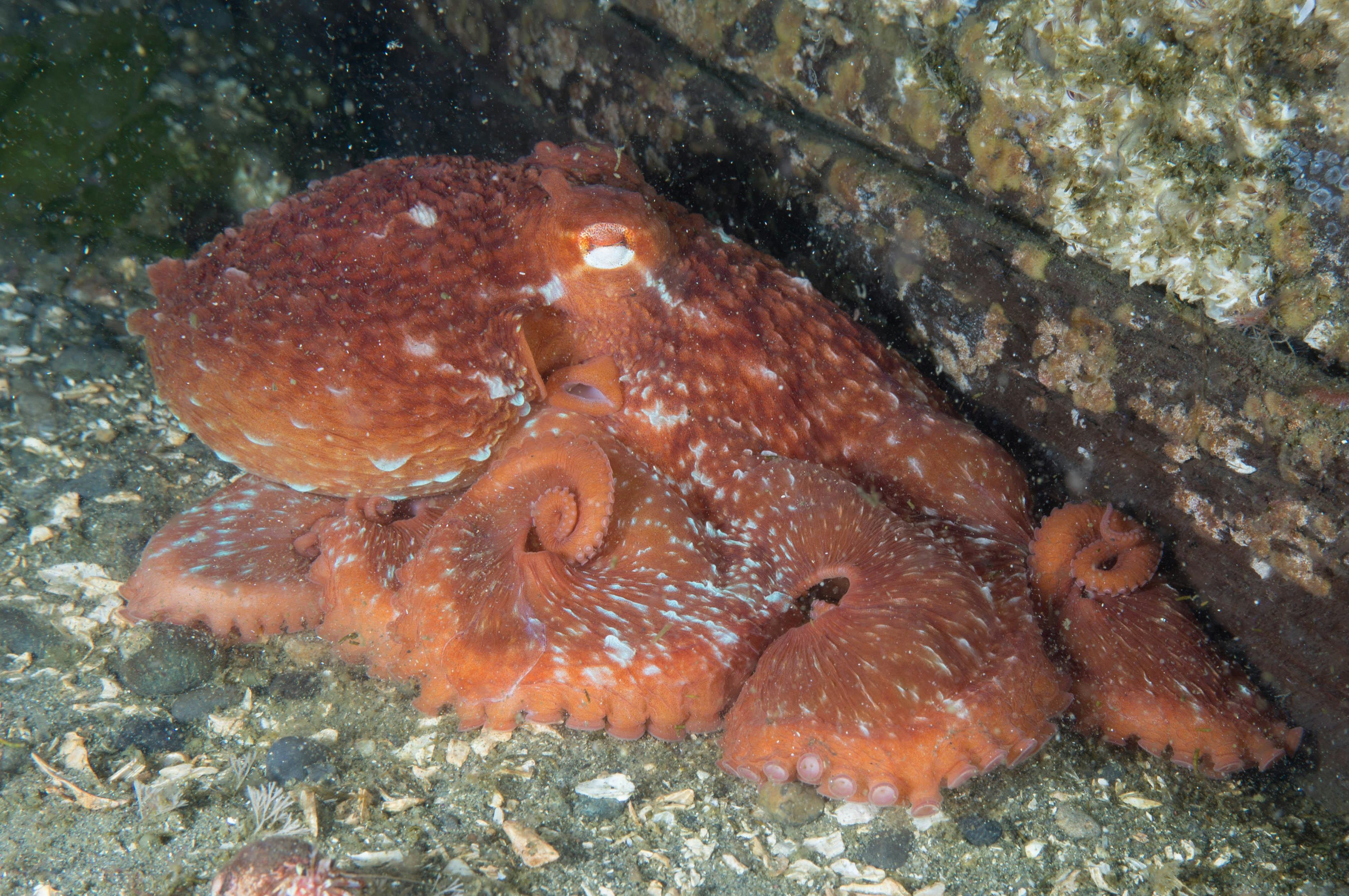 New Giant Octopus Species Found, Cephalopods Dupe Scientists Again